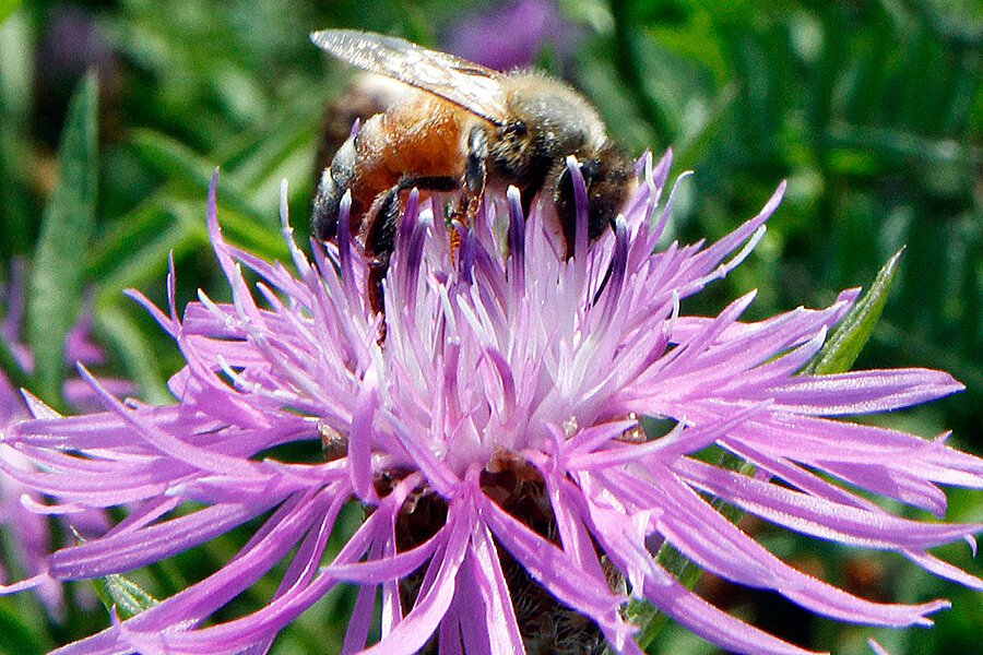 Not just honeybees: Affliction may be spreading to bumblebees ...
