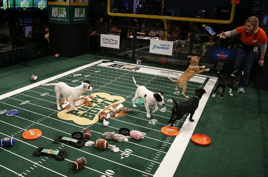 No fan of Super Bowl football? Try the 'Puppy Bowl' - CSMonitor.com