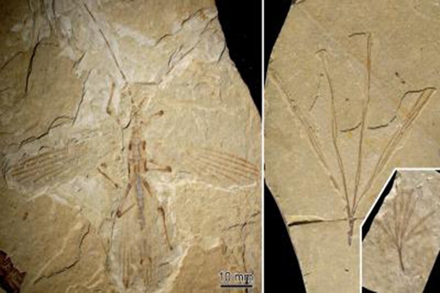 Paleontologists spot stick insect fossil camouflaging itself as a stick ...