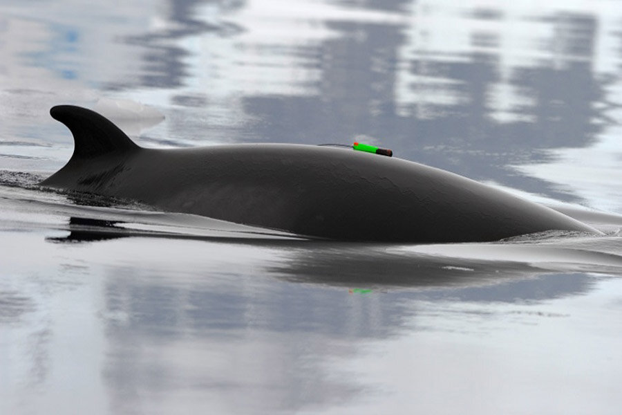 Scientists unravel mystery of bizarre 'bio-duck' sound - CSMonitor.com Scientists unravel mystery of bizarre 'bio-duck' sound - CSMonitor.com
