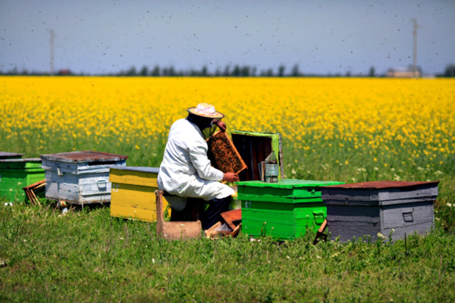 Saving the bees: 13 groups buzzing with solutions - CSMonitor.com