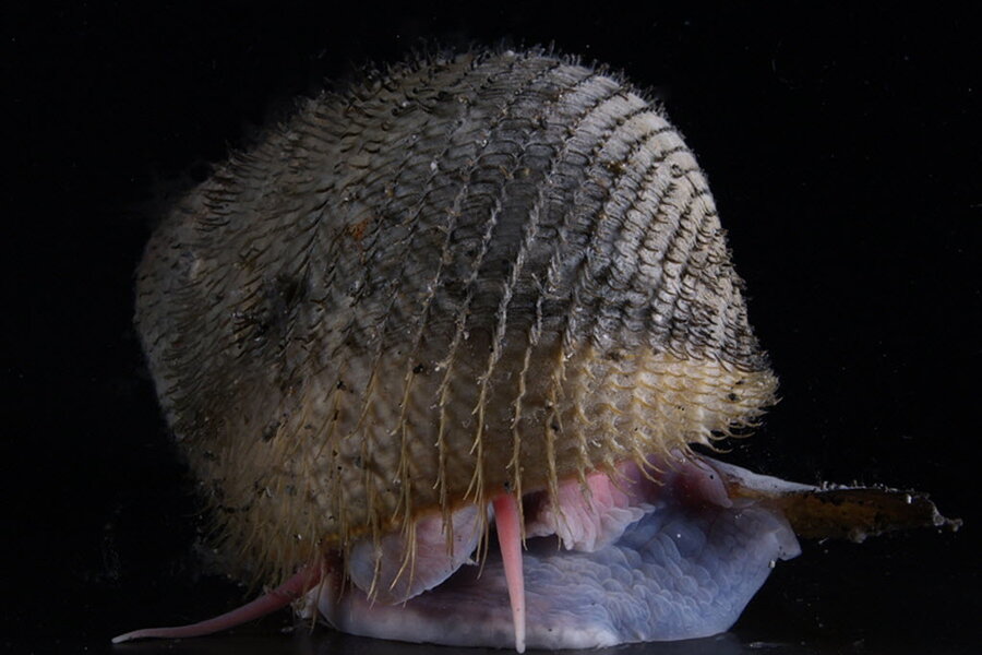 Deep-sea virus hijacks bacteria's DNA - CSMonitor.com