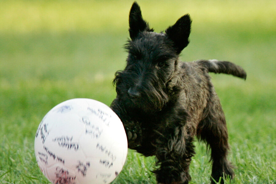 Miss Beazley, former first dog, is remembered for holiday video ...