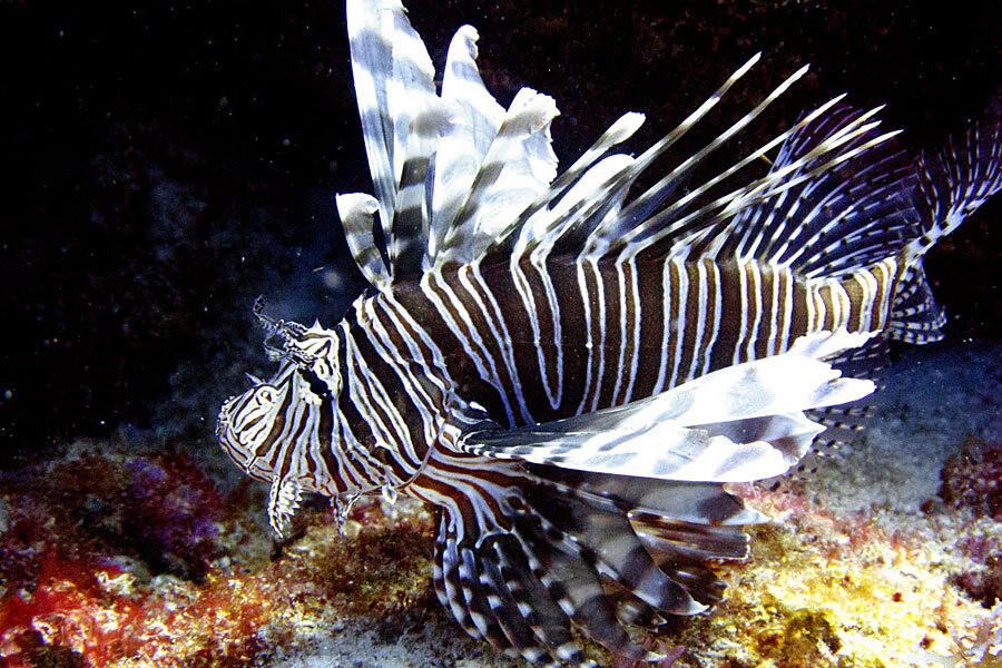 Stopping invasive lionfish? There's an app for that. - CSMonitor.com