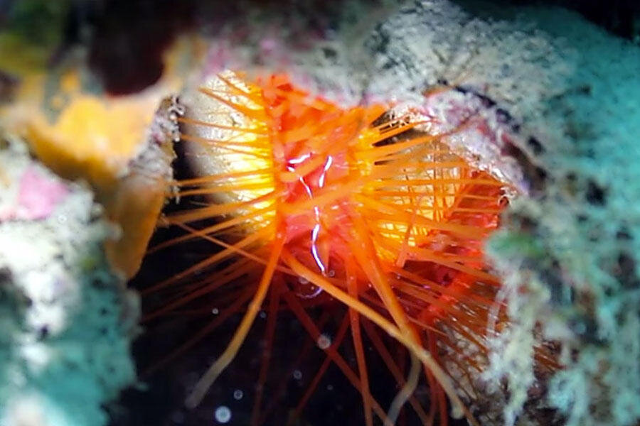 How does the 'disco clam' get down? Scientists unravel mystery ...