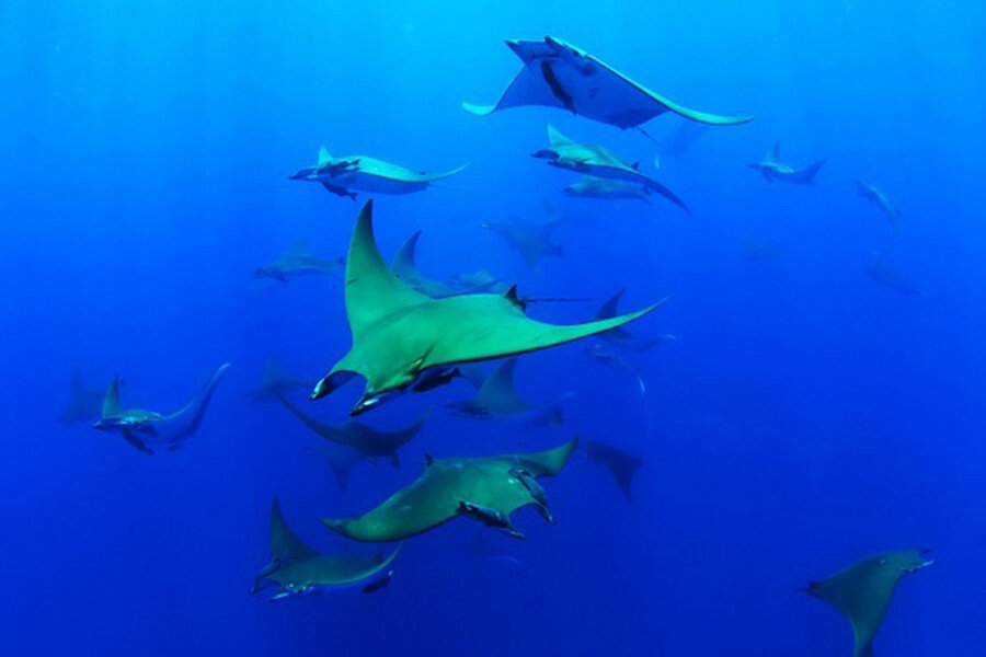Why do devil rays have a heat-exchanger under their brains? Scientists ...