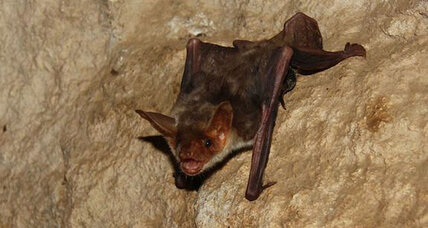 Light pollution becomes a polarizing issue - CSMonitor.com