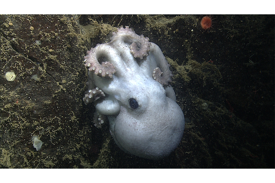Is this deep-sea octopus the world's greatest mom? - CSMonitor.com