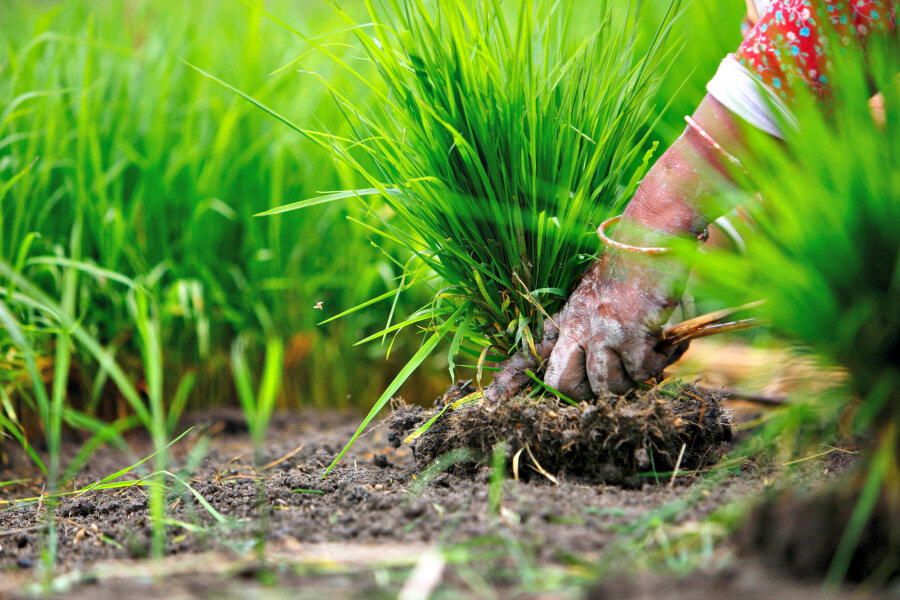 Saving soil: digging for solutions beneath our feet - CSMonitor.com