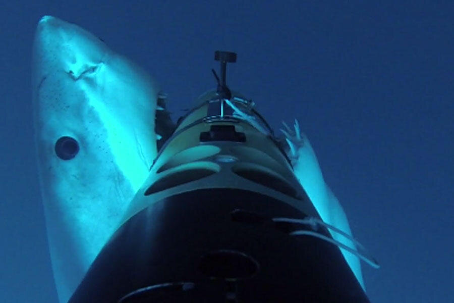 Watch great white sharks trying to eat an underwater robot - CSMonitor.com