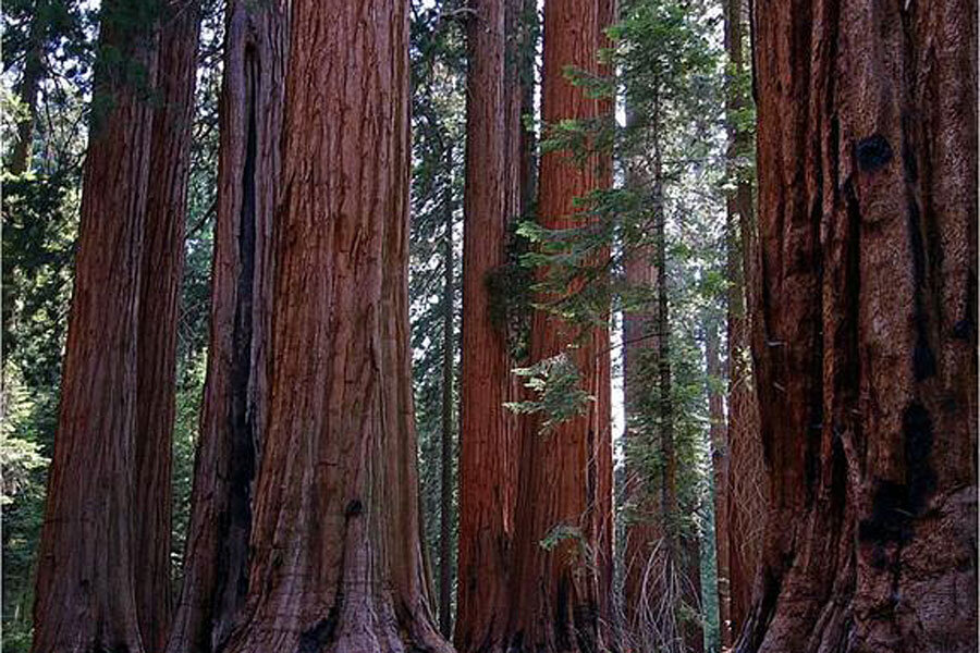 Will climate change wipe out the sequoias? - CSMonitor.com