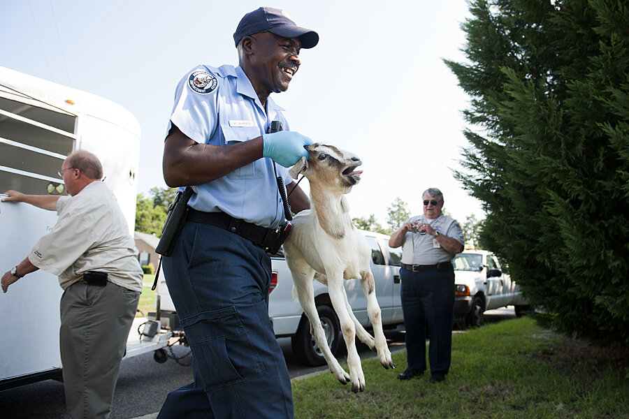 Jail goats: How one jail mows the lawn - CSMonitor.com