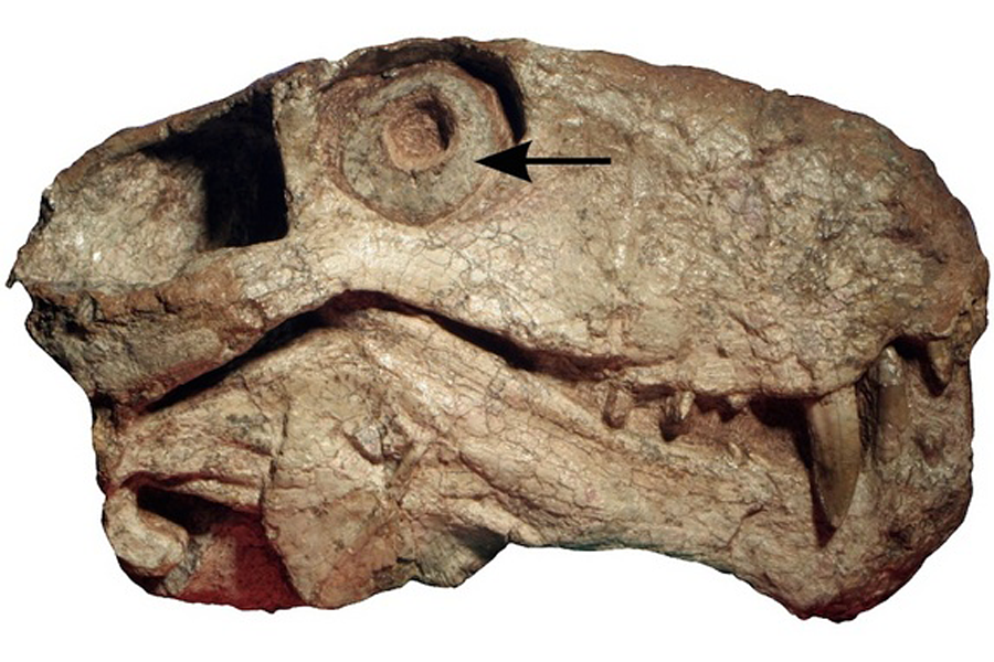 Before the rise of mammals, a nocturnal ancestor - CSMonitor.com