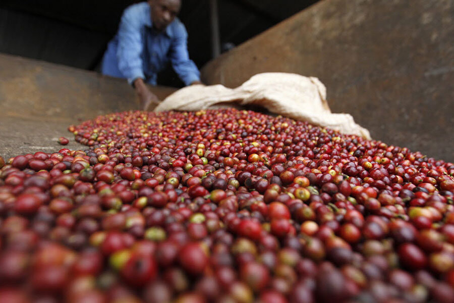 Coffee study reveals the genetics of java - CSMonitor.com