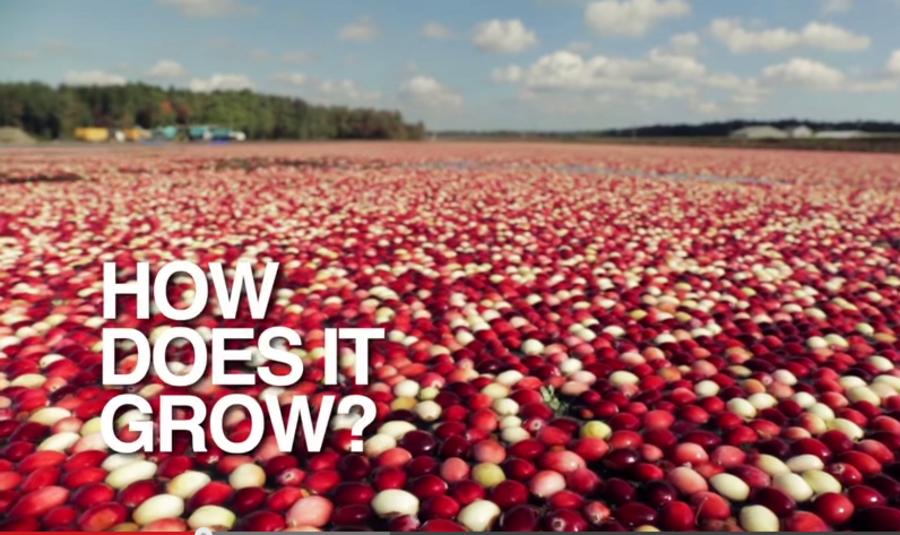 Cranberries: How do they really grow? - CSMonitor.com