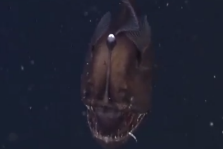 Rare video of fiercely 'beautiful' deep-sea Black Seadevil - CSMonitor.com