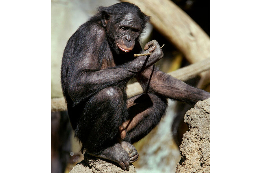 Our apelike ancestors' hands were surprisingly like ours, say ...