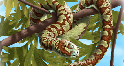 This snake gave birth without a male: How common is parthenogenesis ...