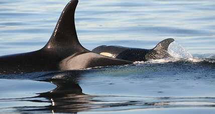 Scientists discover new killer whale species - CSMonitor.com