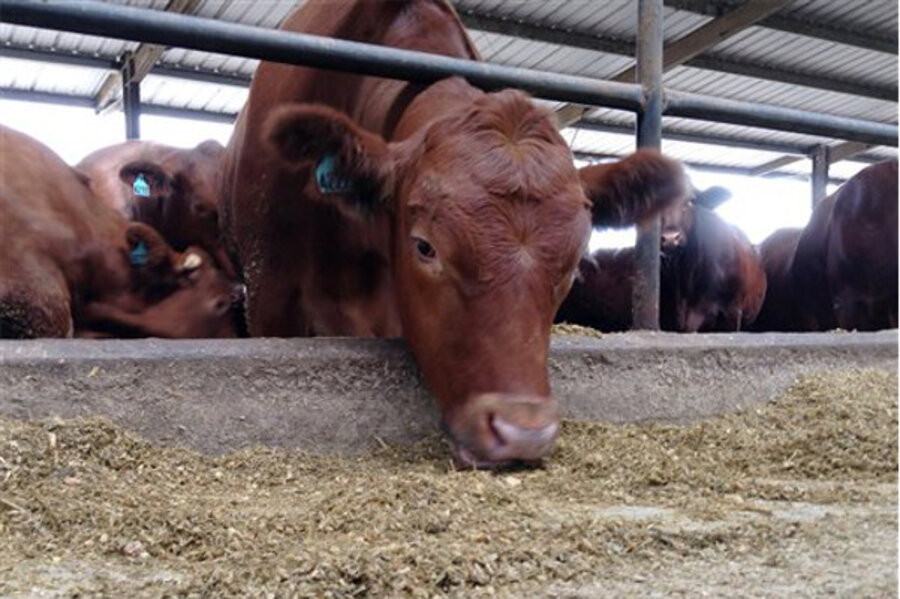 Where's the beef? New federal diet guidelines may recommend less meat ...