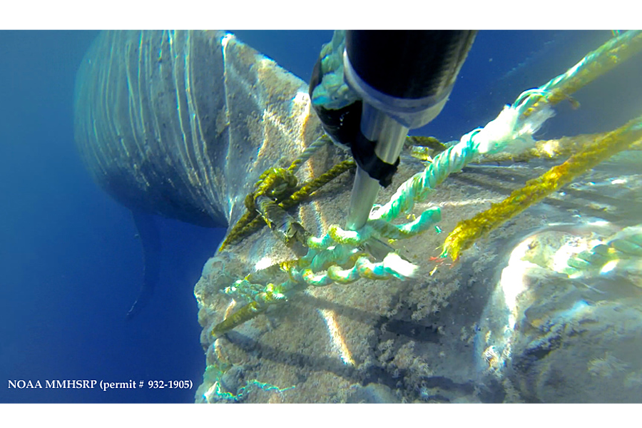 Whale rescuers untangle 45-ton humpback from fishing line - CSMonitor.com