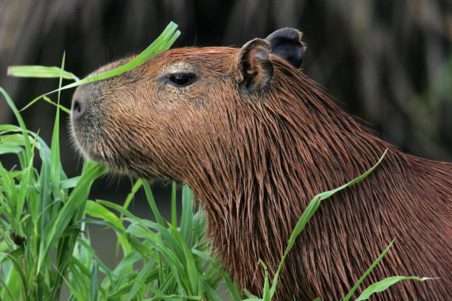 Capybara Bite