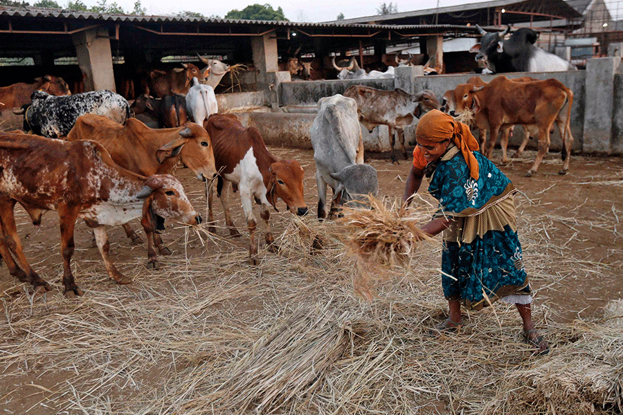 Under heavy Hindu sway, Mumbai bans beef. Are kabobs now contraband ...