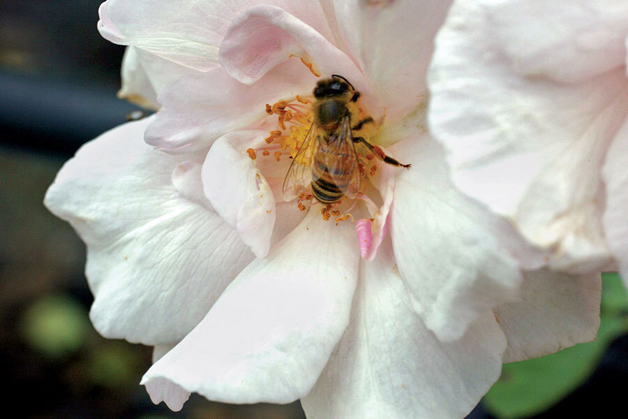 Give bees a chance - CSMonitor.com