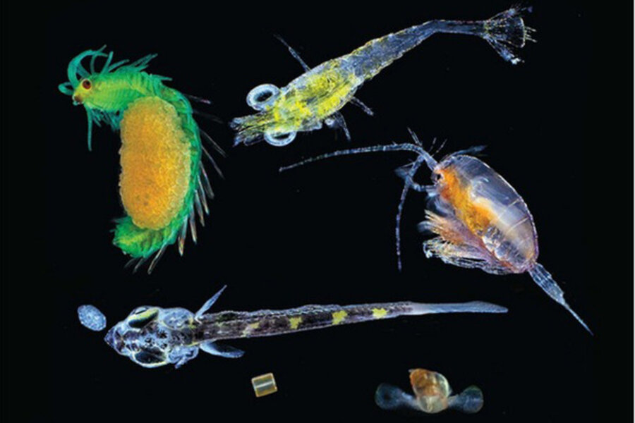 Scientists gather 'tremendous' new data on tiny ocean creatures ...