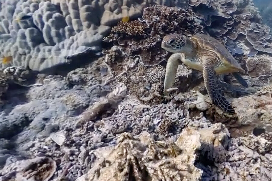Google maps adds new locations to its 'street view oceans' feature ...