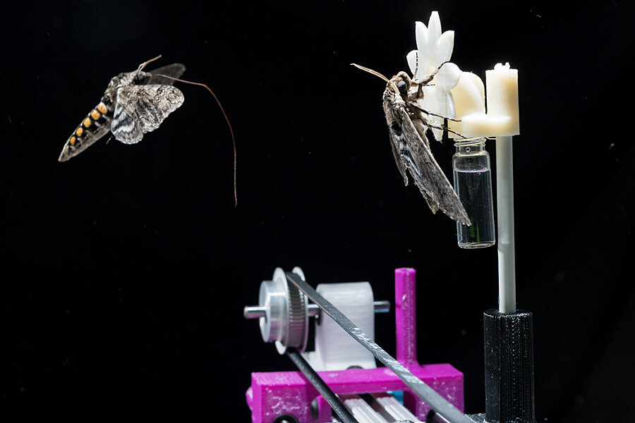 Are moths smarter than we think? - CSMonitor.com