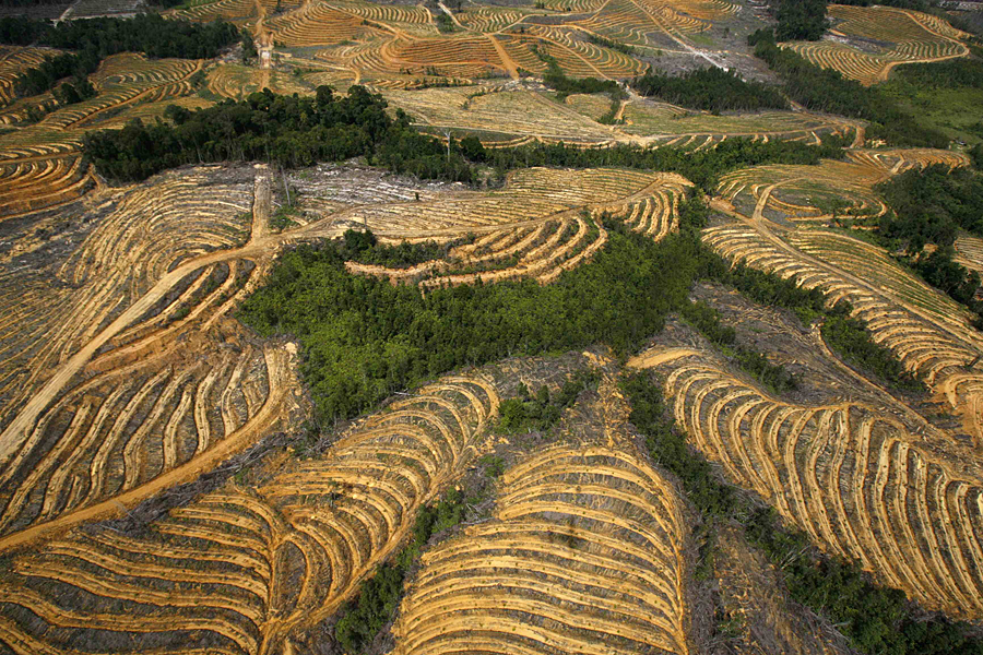 Can you save the rainforest and still profit? Research team finds a way ...