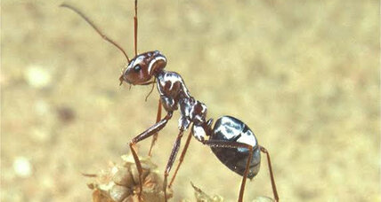 How Saharan desert ants use their silver hairs to keep cool - CSMonitor.com