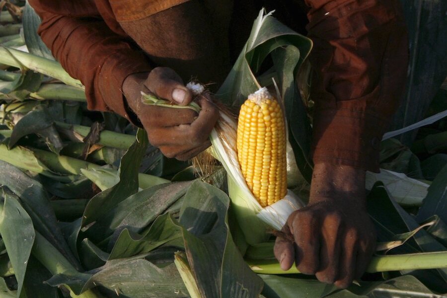 Opinion: It does not take GMOs to feed the world - CSMonitor.com