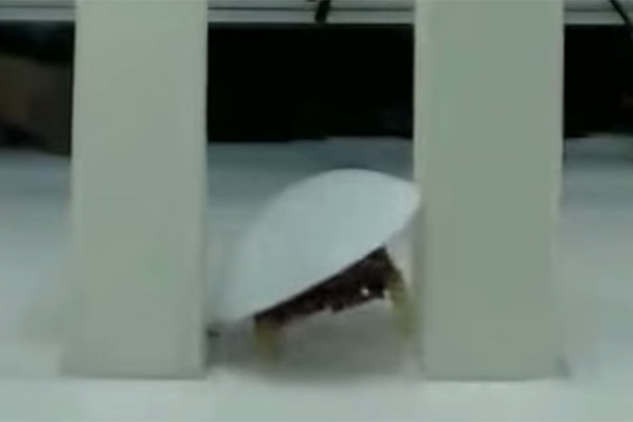 Why scientists are building robots that act like giant cockroaches ...