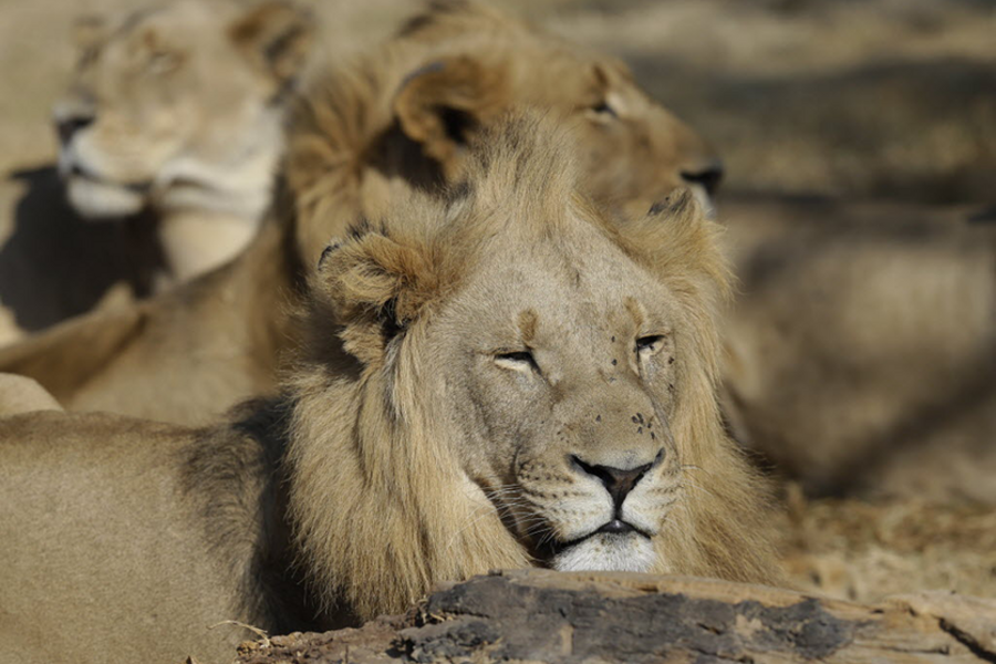 Lions return to Rwanda, as seven are moved from South Africa ...
