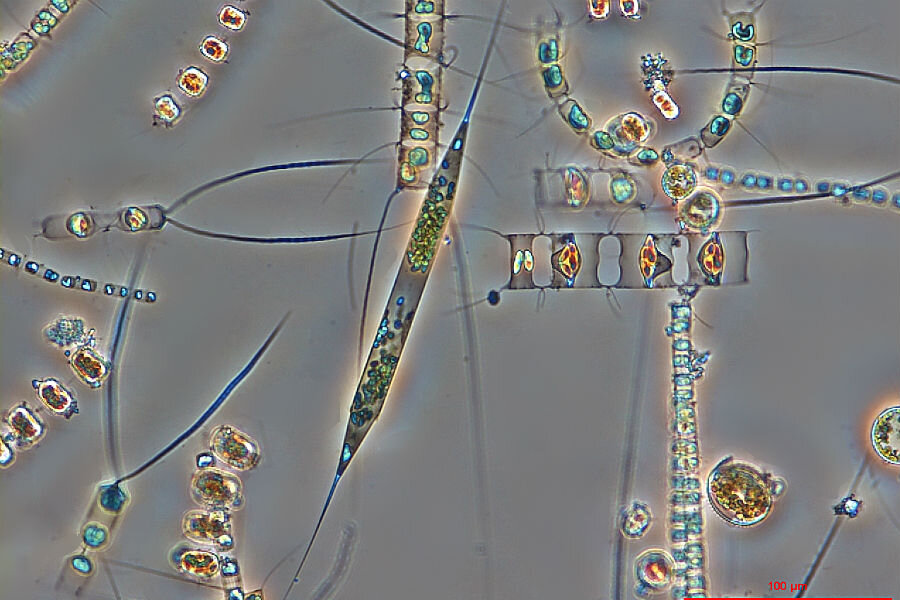 How tiny plankton brighten the clouds over Southern Ocean - CSMonitor.com