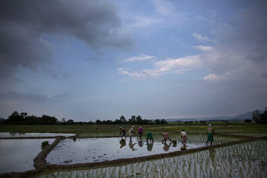Rice revolution? New rice could help feed world, fight climate change ...