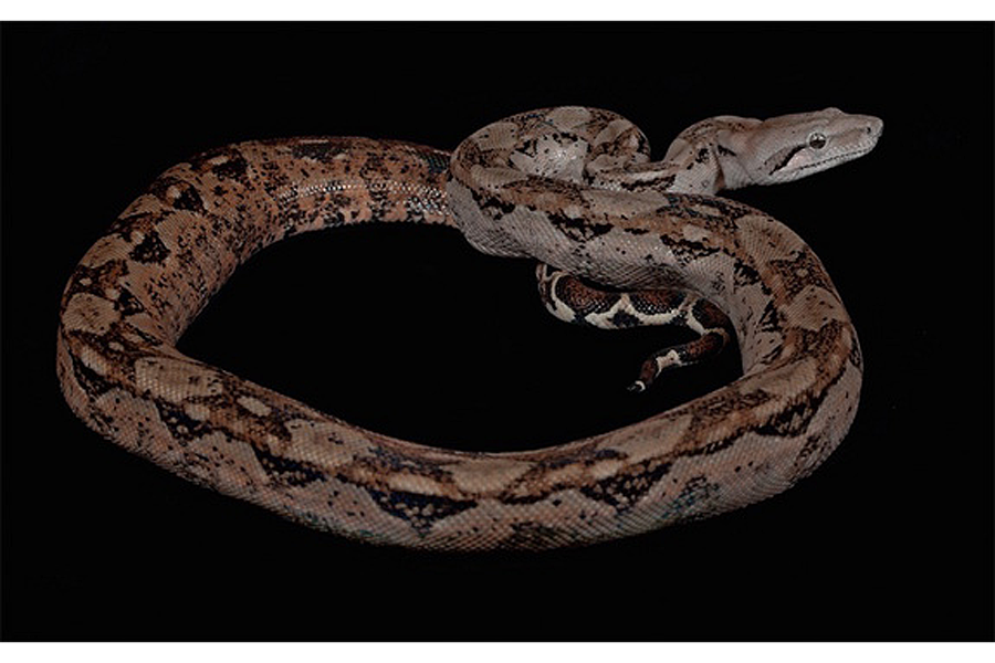 Scientists debunk myth about boa constrictors - CSMonitor.com