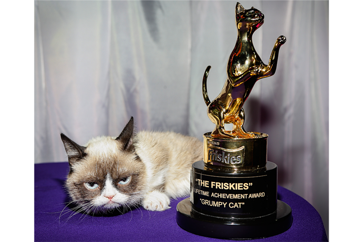 Grumpy Cat Tumblr No