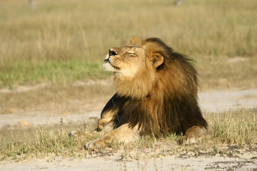 Cecil the lion's killing sparks unprecedented global backlash ...