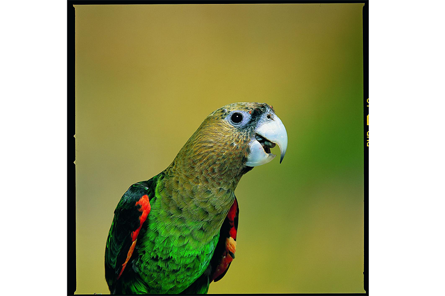 New parrot species found hiding in plain sight - CSMonitor.com