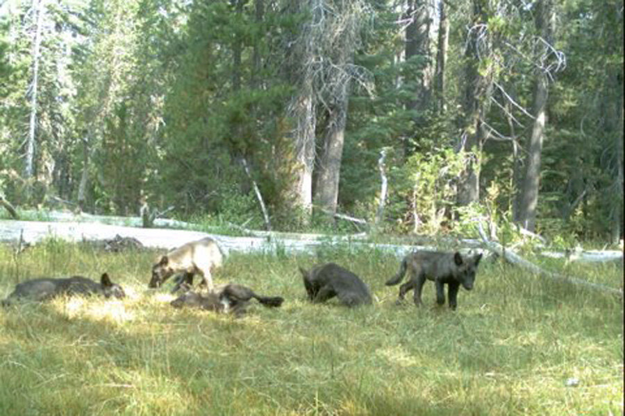 Officials: Gray wolves have returned to Northern California - CSMonitor.com