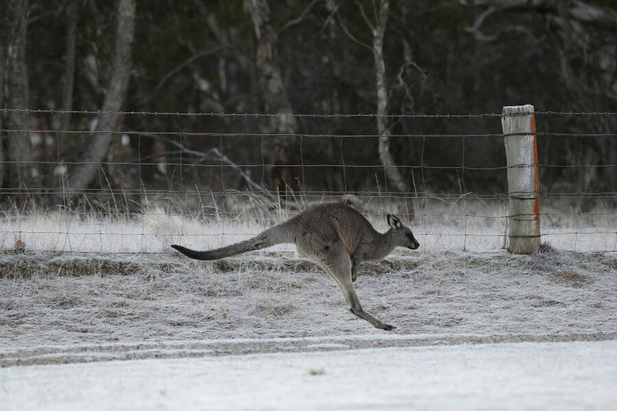 California Kangaroo? Why Australia is lobbying in the Golden State ...
