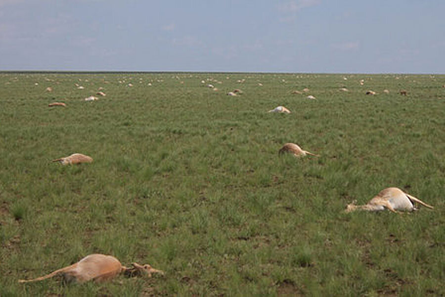 Scientists hunt for clues in mysterious deaths of 60,000 antelopes in ...