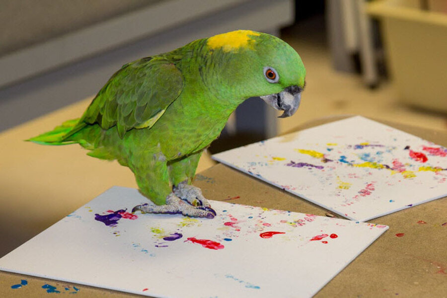 Have you ever seen a parrot painting a portrait? - CSMonitor.com