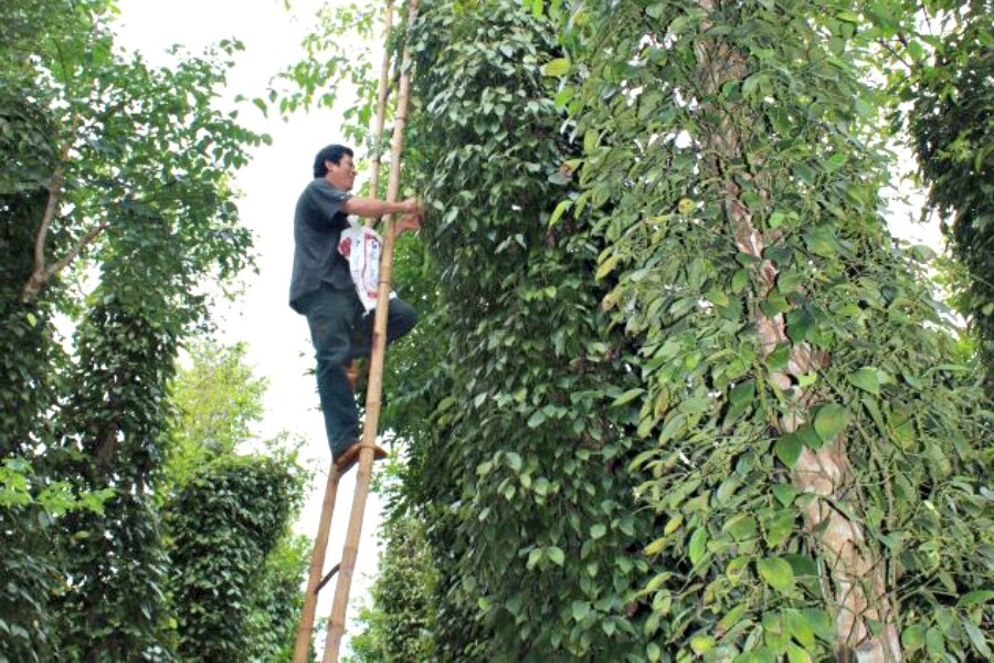 On former battlefields, Vietnam's pepper crop yields a brighter future ...