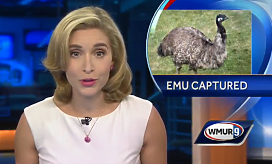 How a fugitive emu was finally captured in New Hampshire - CSMonitor.com