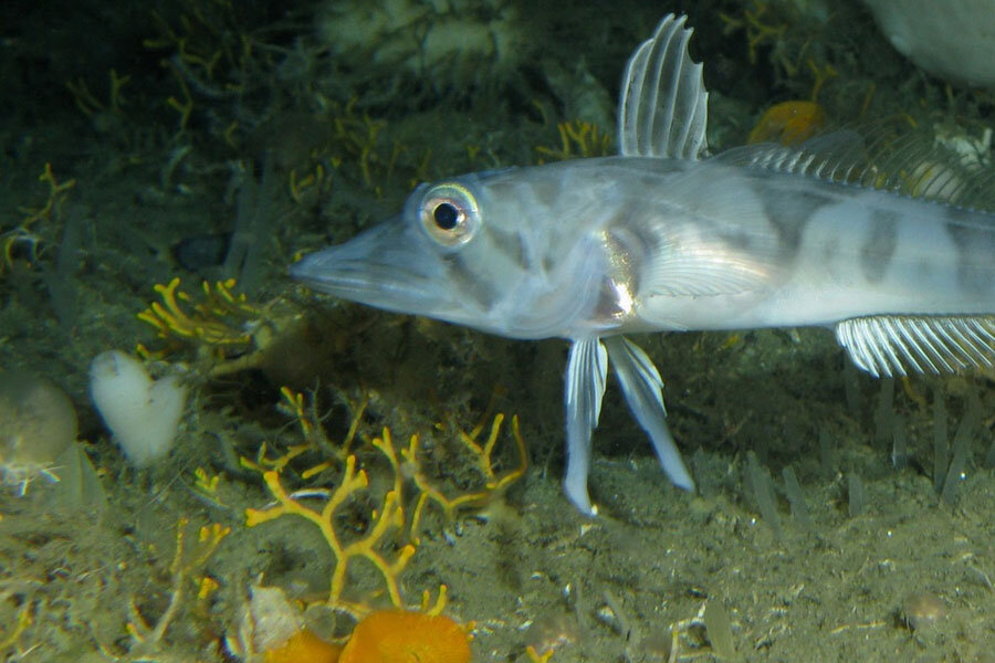 How tiny, underwater creatures are slowing climate change - CSMonitor.com