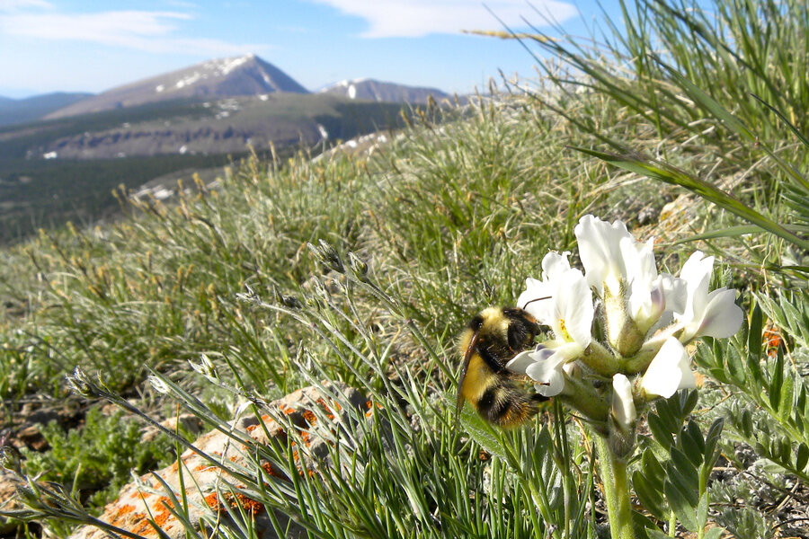 Australian bees are real headbangers, say scientists - CSMonitor.com